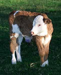 Noticias - Brasil - bezerra clonada